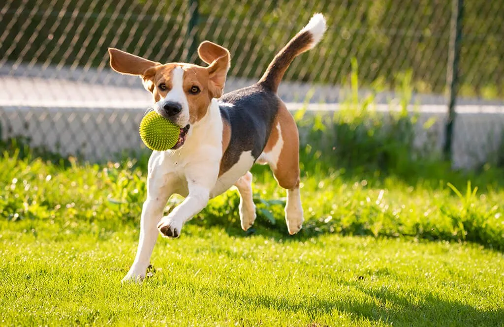 Can Dogs Get Sunburnt? | Veterinary Medical Center of Port St. Lucie